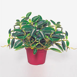 Peperomia mix