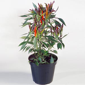 Peperoni ornamentali