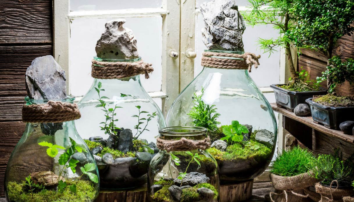 Piante in barattolo: l’idea per un regalo originale | DiLei