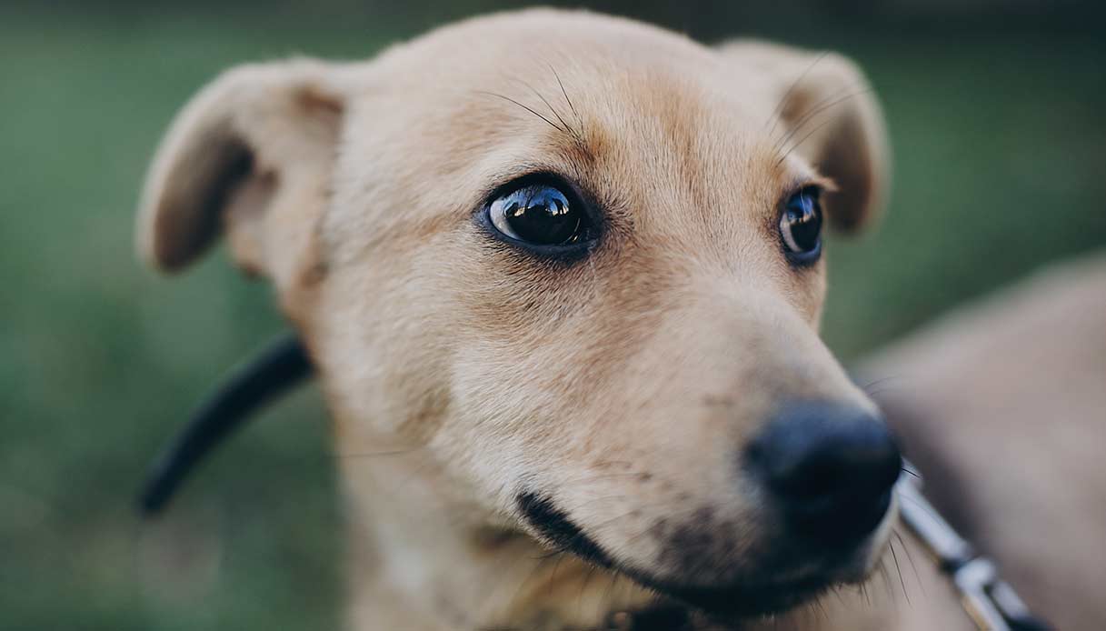 Pets: tutto quello che c'è da sapere su cani e gatti | DiLei