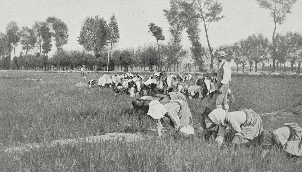 La storia delle mondine e dei loro canti ribelli