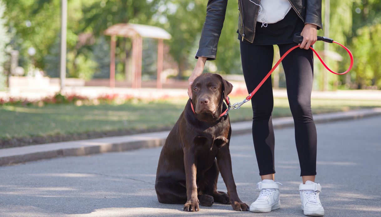 Seduto, terra, resta: come insegnare al cane i comandi di base
