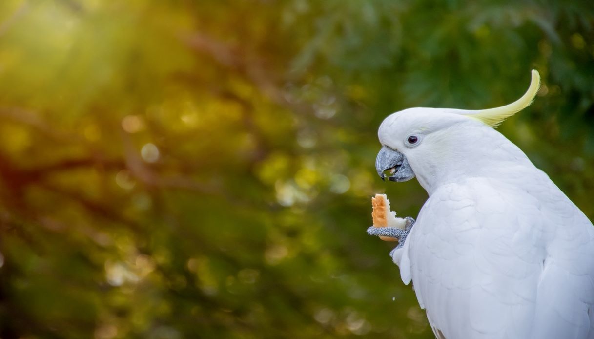 Pappagalli Cacatua: cresta colorata e carattere vivace | Dilei Pets