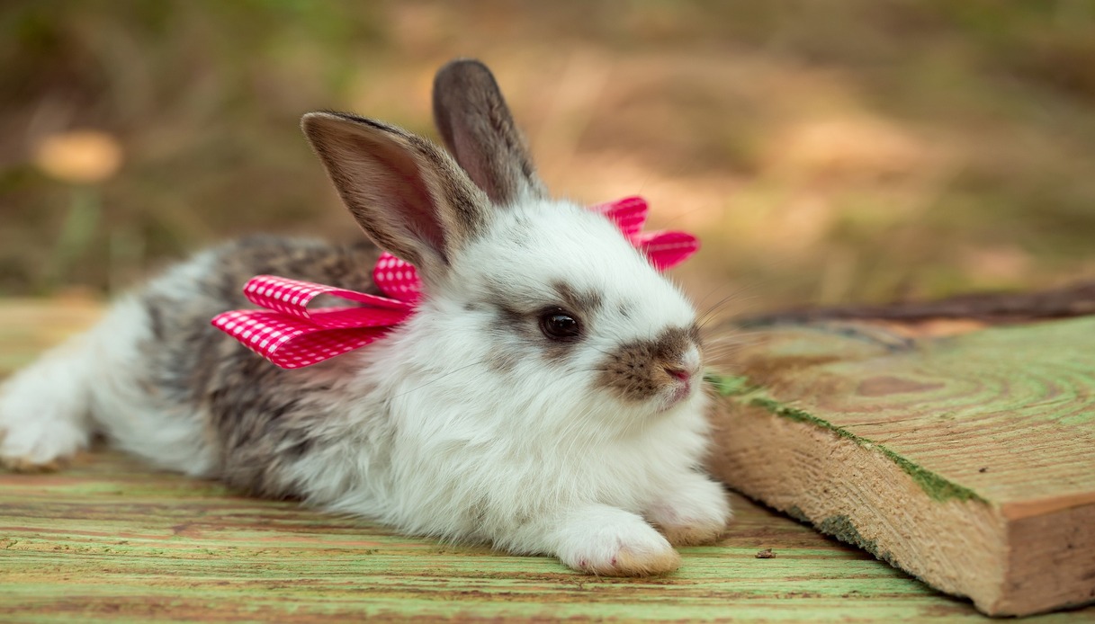 Coniglio Olandese nano: guida per accoglierlo in famiglia | Dilei Pets