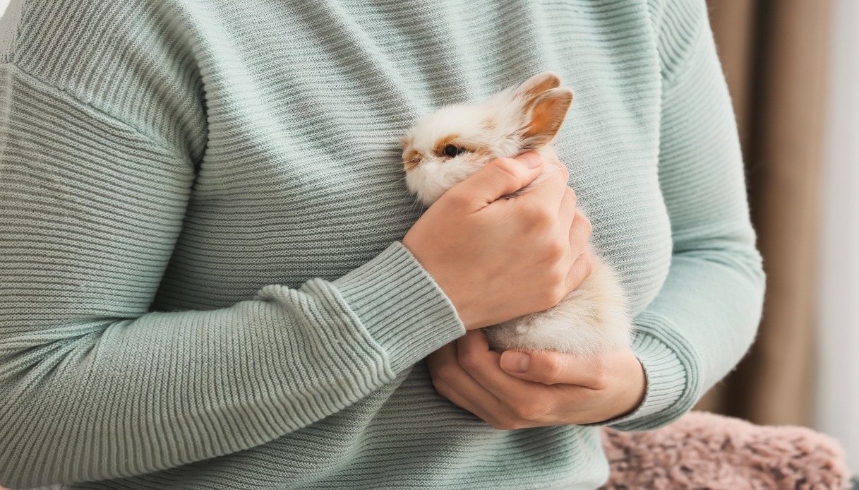 Coniglio Olandese nano: guida per accoglierlo in famiglia | Dilei Pets