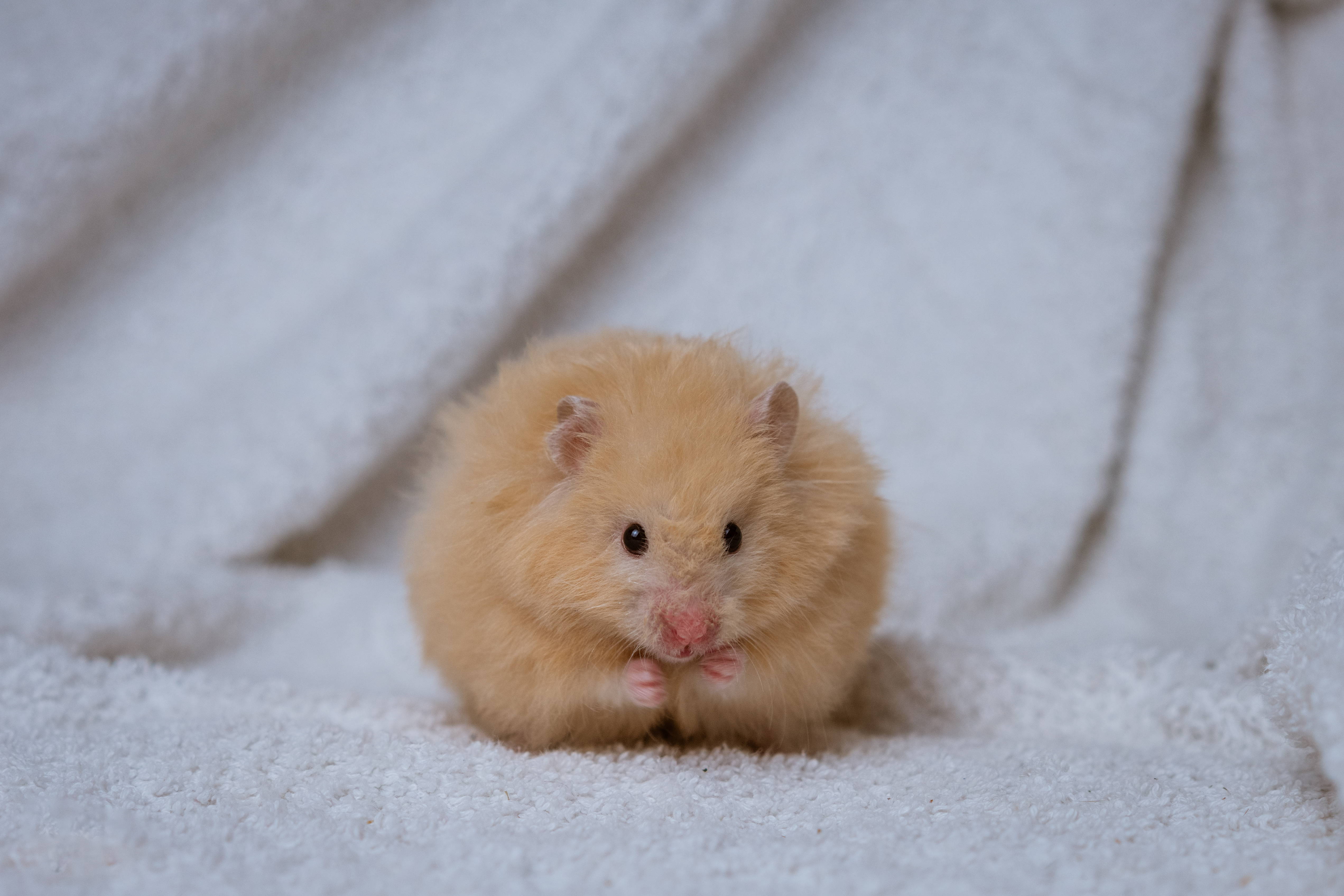 Criceto dorato: una guida alla cura corretta | DiLei Pets
