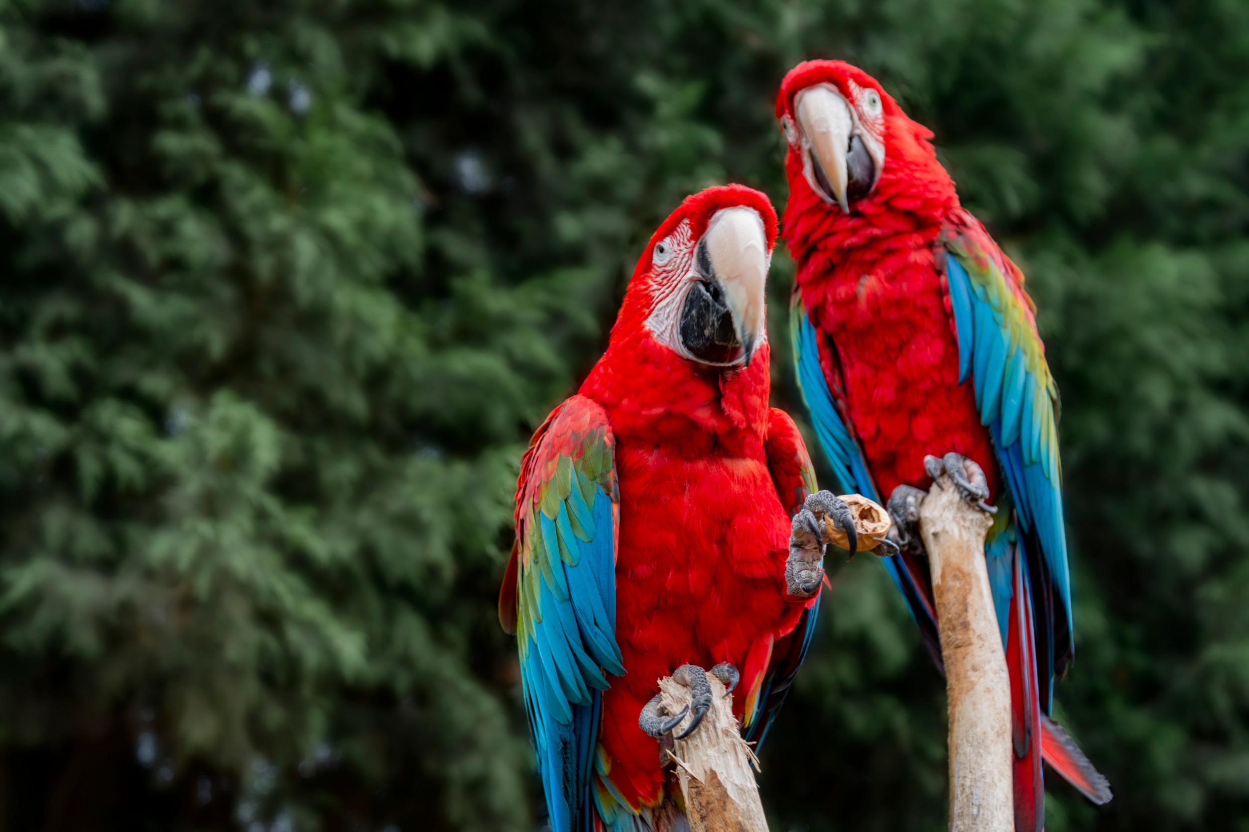 Guida completa ai pappagalli ara: cura, specie e curiosità | Dilei Pets