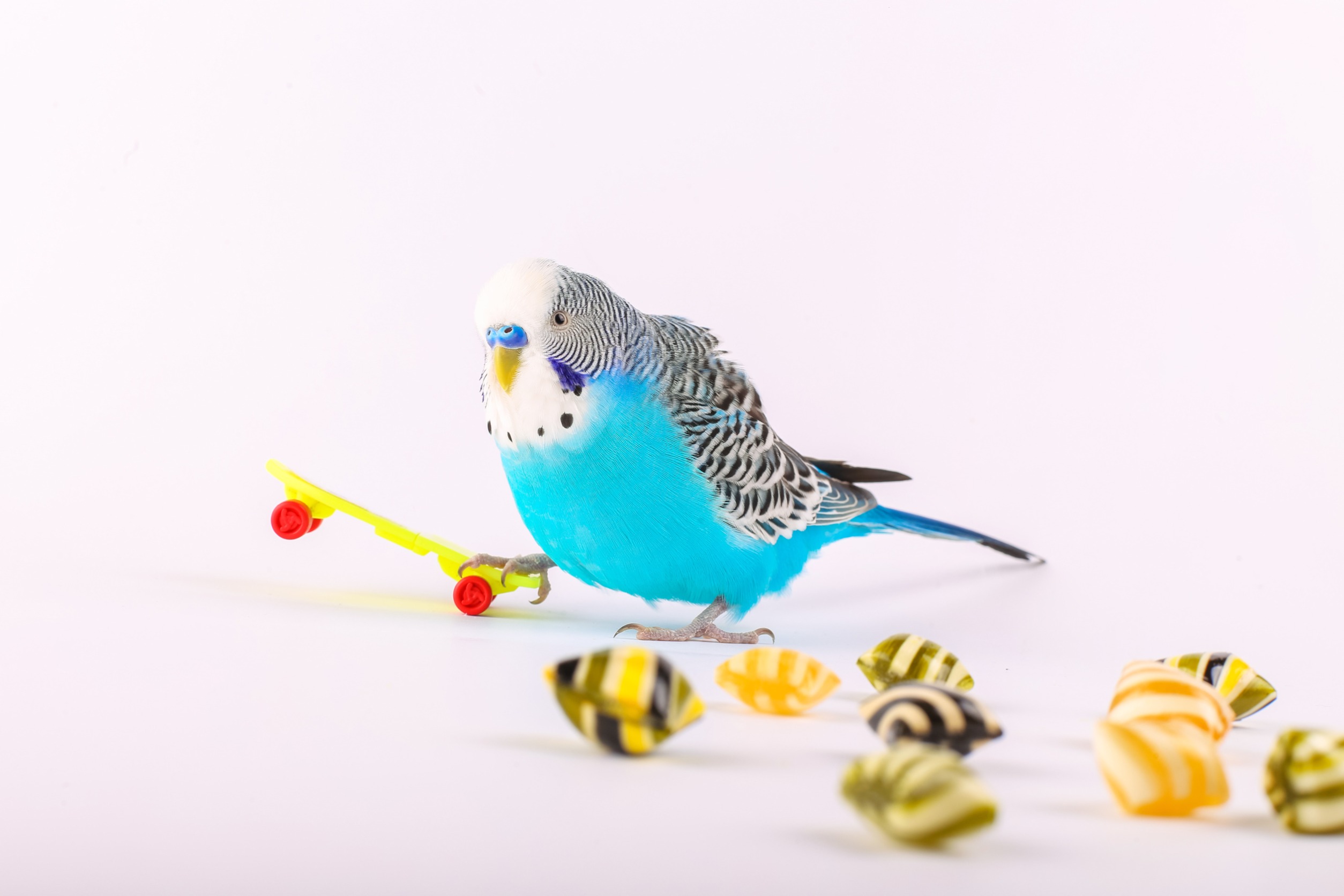Pappagallo Cocorito: tutte le informazioni utili | Dilei Pets