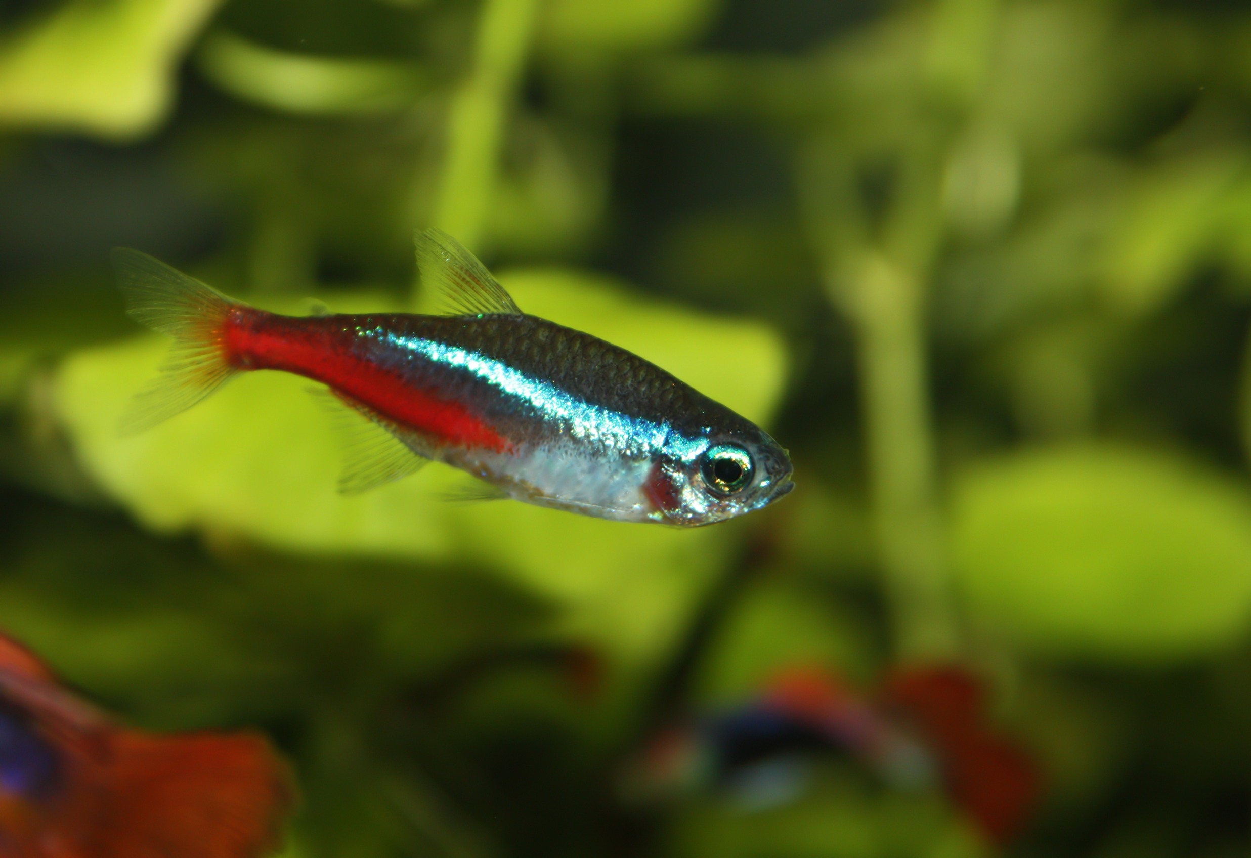 Pesce Neon: guida per un acquario moderno | DiLei Pets