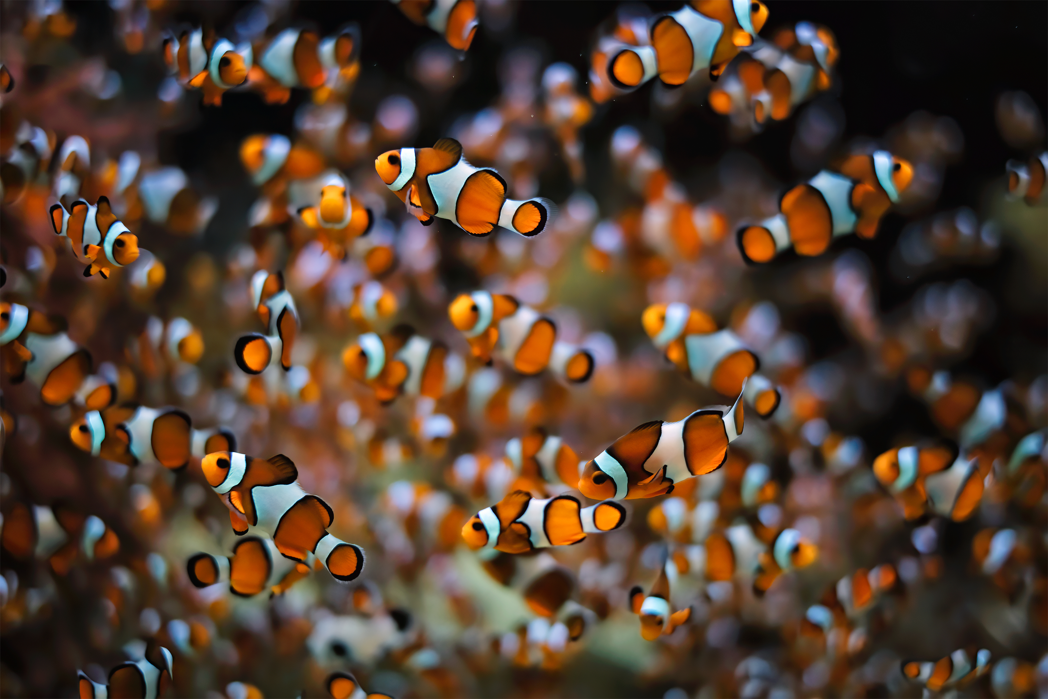 Pesce Pagliaccio: tutto quello che devi sapere | DiLei Pets