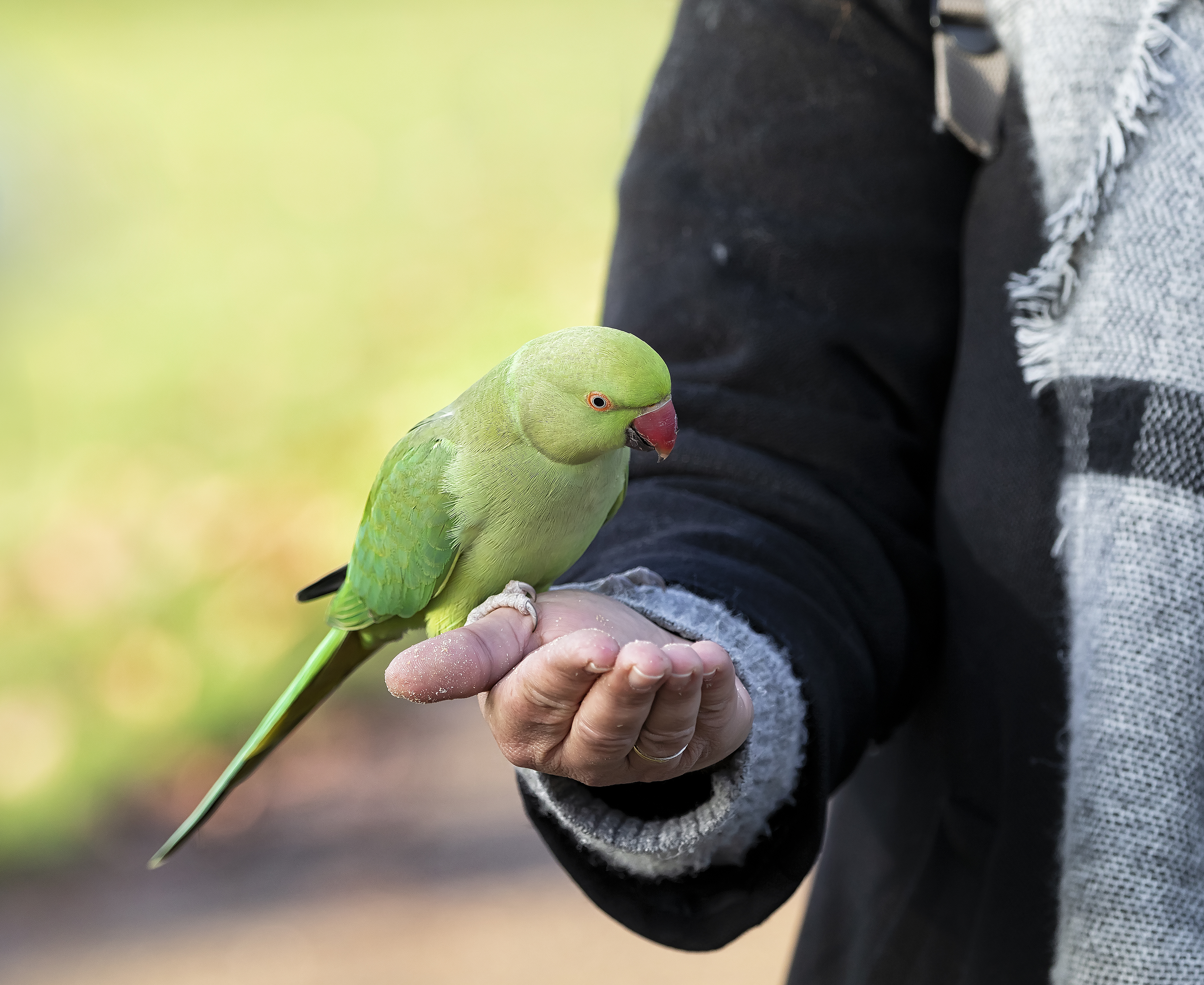 Pappagalli parrocchetti: guida completa alla cura | DiLei Pets