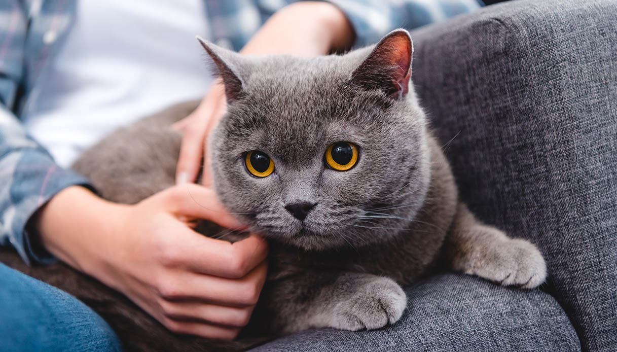 Perché i gatti fanno le fusa e come ci riescono: le rivelazioni della ...