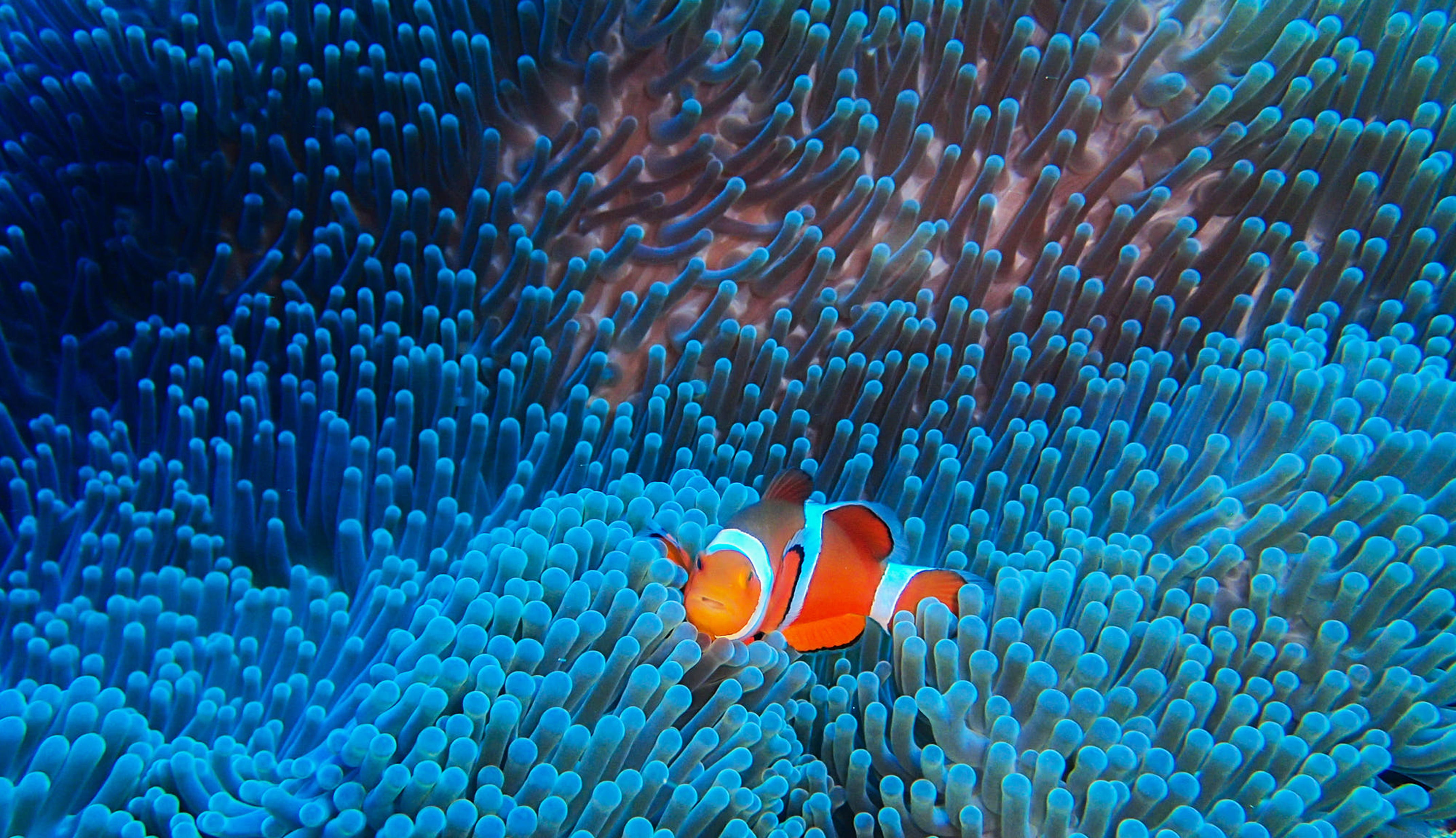 Pesce Pagliaccio: tutto quello che devi sapere | DiLei Pets