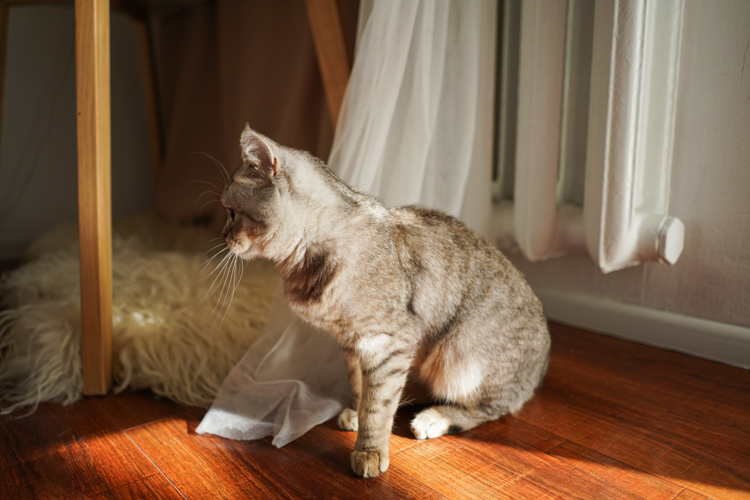Pulci del gatto: guida completa per eliminarle | DiLei Pets