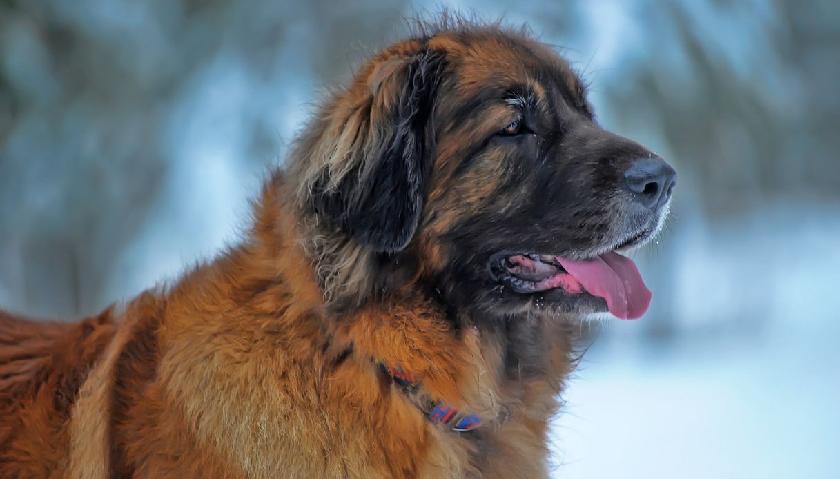Cane più grande del mondo: razze ed esemplari