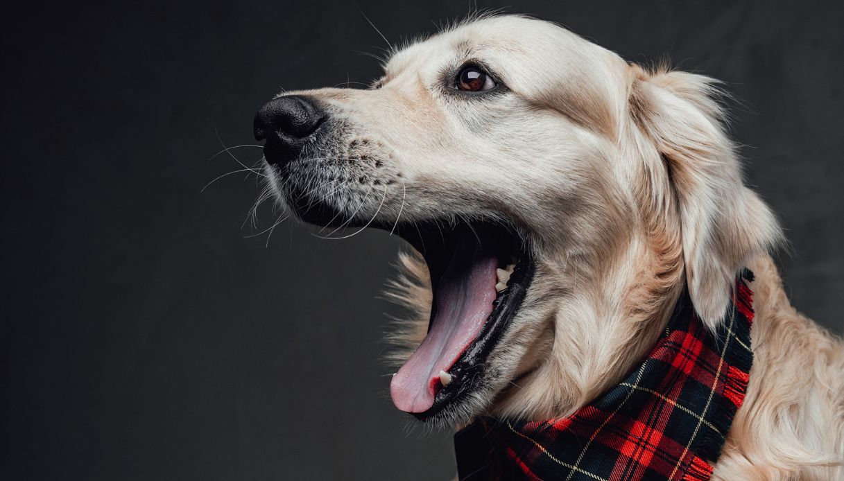 Cani di taglia media più belli, le 10 razze da conoscere assolutamente