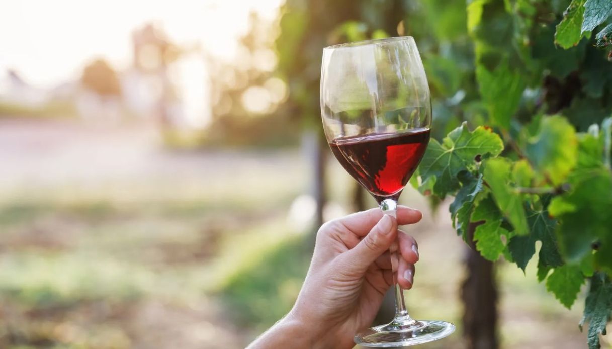 Cantina Amadei: il vino che profuma di casa, convivialità e bellezza